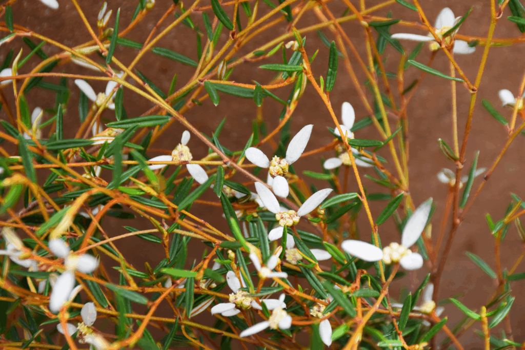 Spyridium vexilliferum – Fine Leaf Shrub