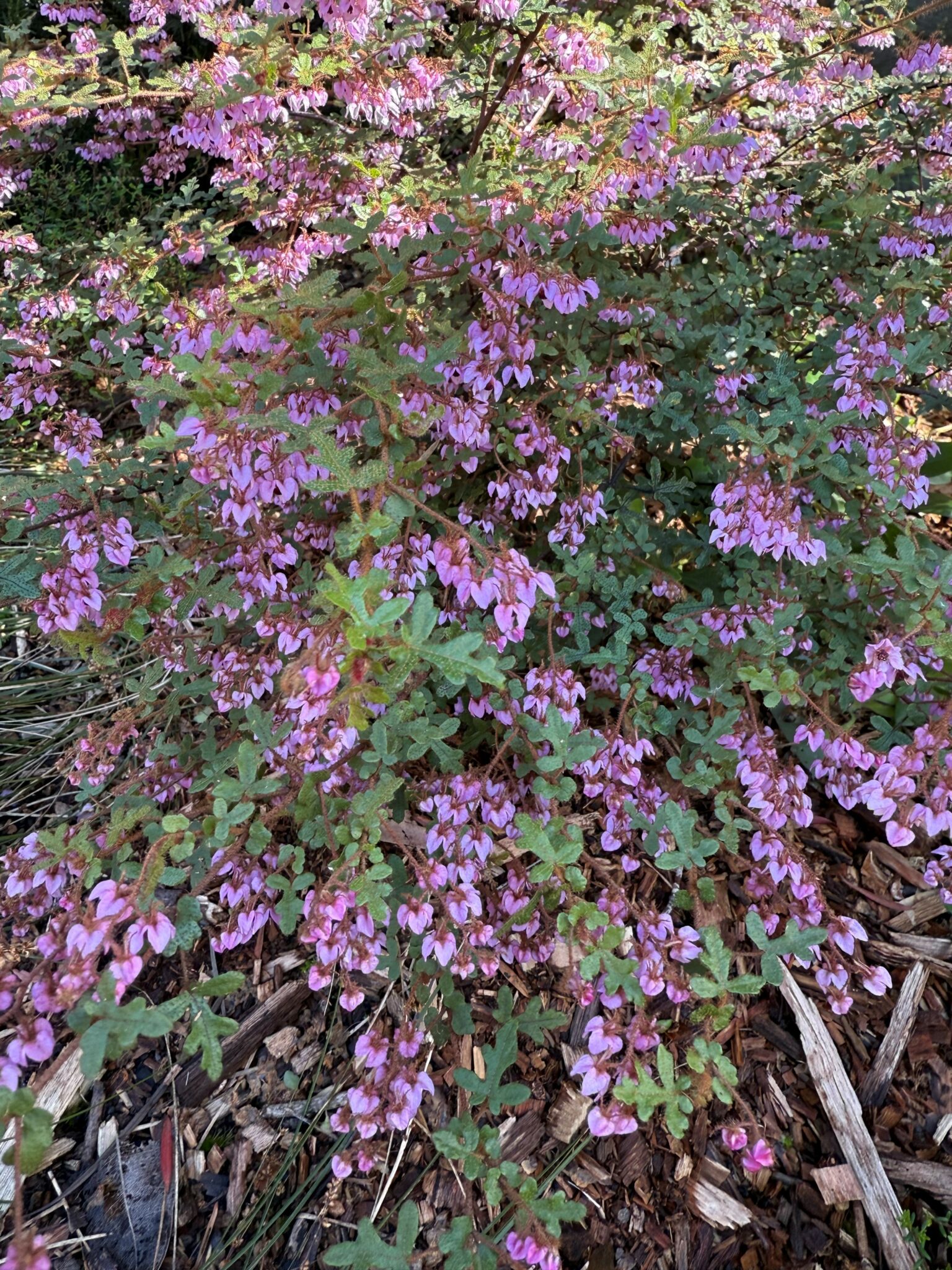 Oak Leaved Shrub | Native Pink Flowering Plant | Kuranga