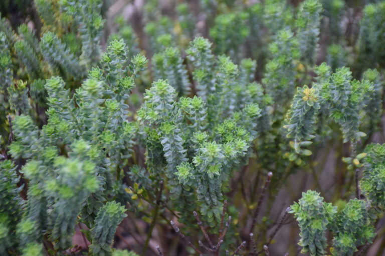 Grey Box Westringia | Coastal Native Shrub | Kuranga