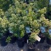Cinnamon Myrtle | Native Bush Tucker Shrub | Kuranga