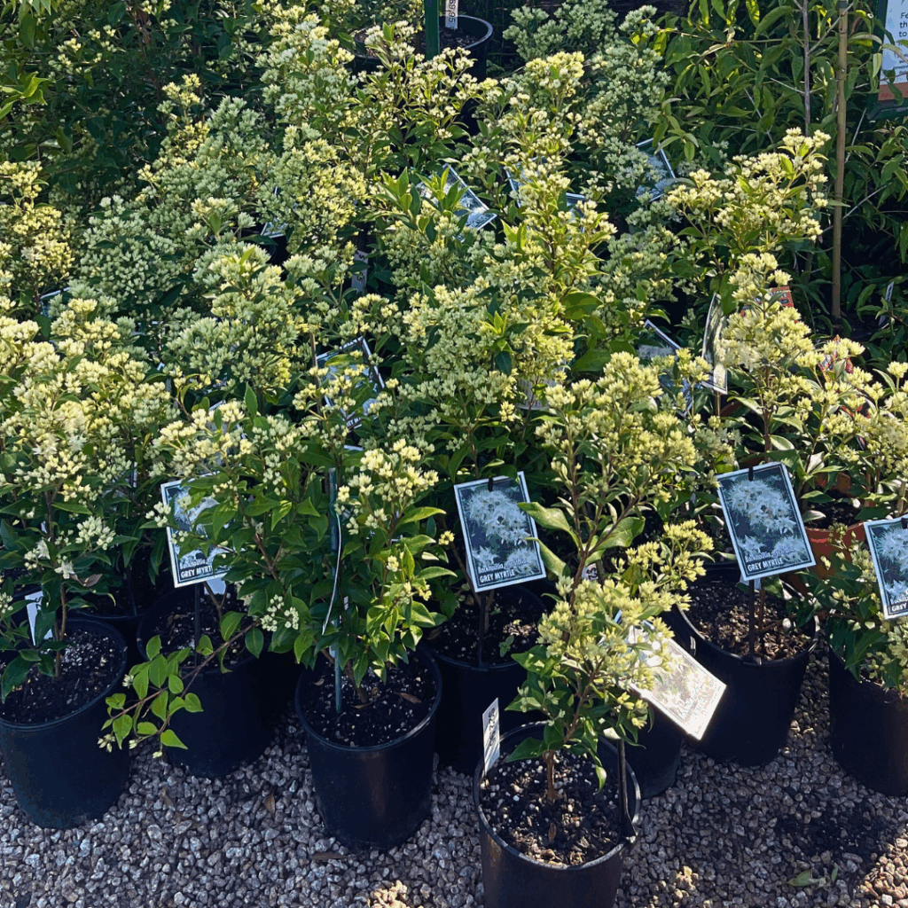 Cinnamon Myrtle | Native Bush Tucker Shrub | Kuranga