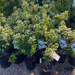 Cinnamon Myrtle | Native Bush Tucker Shrub | Kuranga