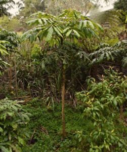 Davidson Plum | Native Bush Tucker Tree | Kuranga