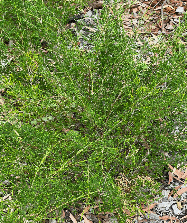 Fringed Myrtle | Native Compact Shrub | Kuranga
