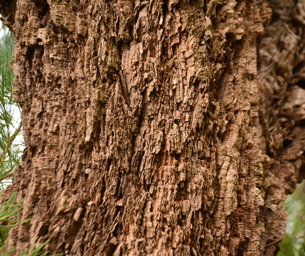 Forest She-oak | Native Screening Tree | Kuranga