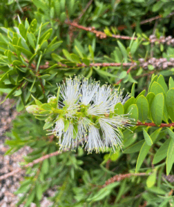 White Anzac Bottlebrush | Native Memorial Shrub | Kuranga