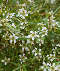 Lemon-scented Tea Tree | Native Aromatic Shrub | Kuranga