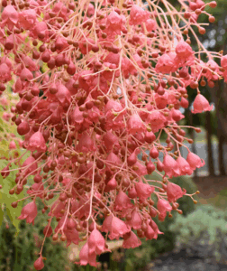 Jerilderie Red Kurrajong | Native Feature Tree | Kuranga