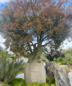 Queensland Bottle Tree | Drought-Tolerant Native | Kuranga