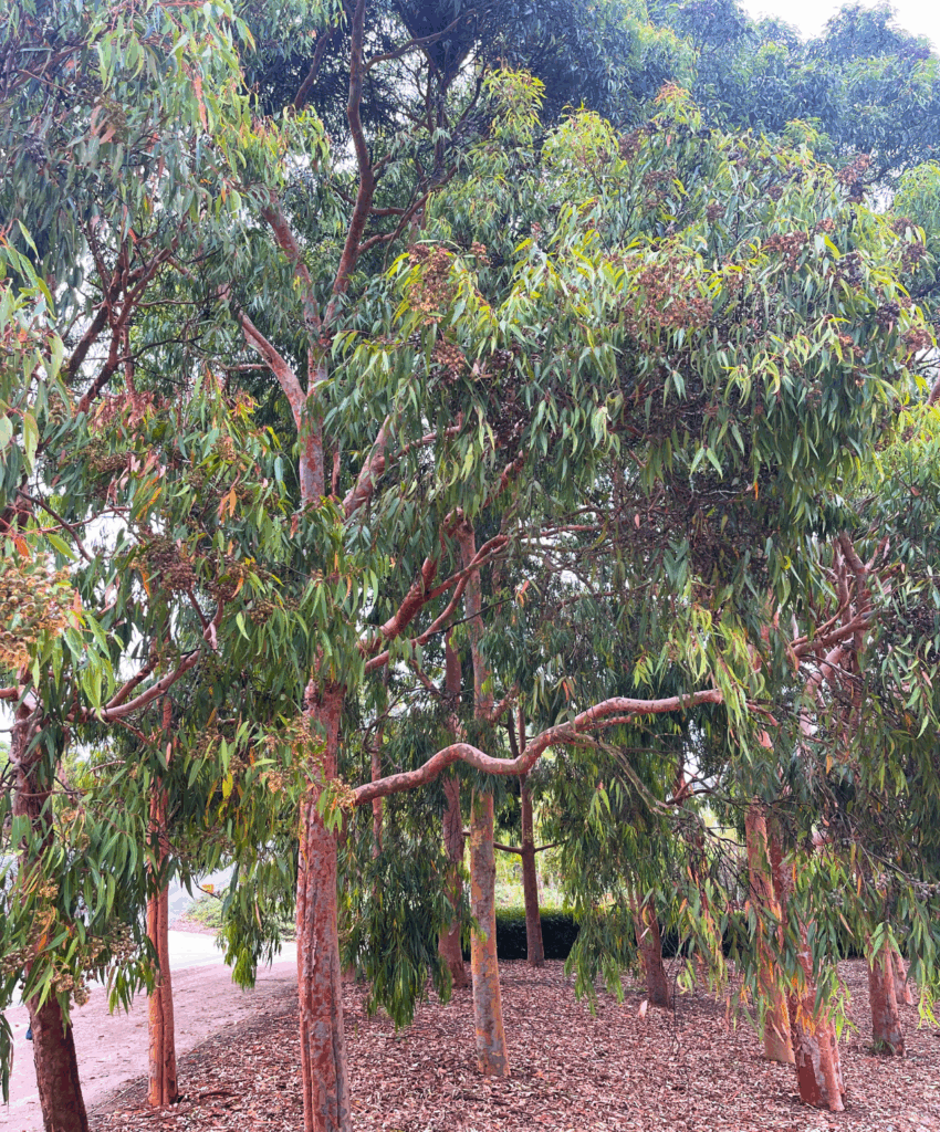 Smooth Barked Apple | Native Feature Tree | Kuranga