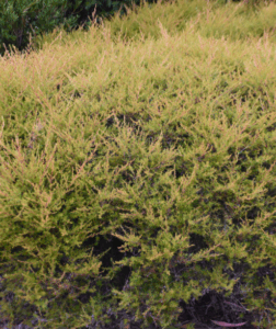 Cardwell Tea Tree | Hardy Native Shrub | Kuranga