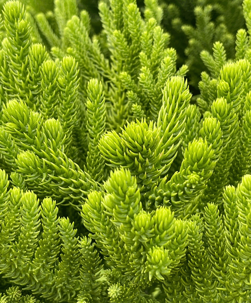 Hoop Pine | Native Conifer Feature Tree | Kuranga