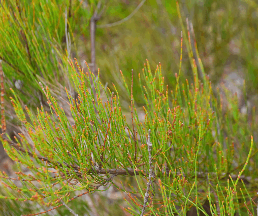 Swamp She-oak | Native Wetland Tree | Kuranga