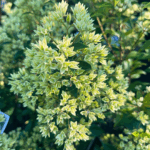 Cinnamon Myrtle | Native Bush Tucker Shrub | Kuranga