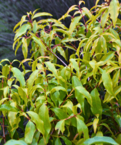 Aniseed Myrtle | Native Bush Tucker Tree | Kuranga