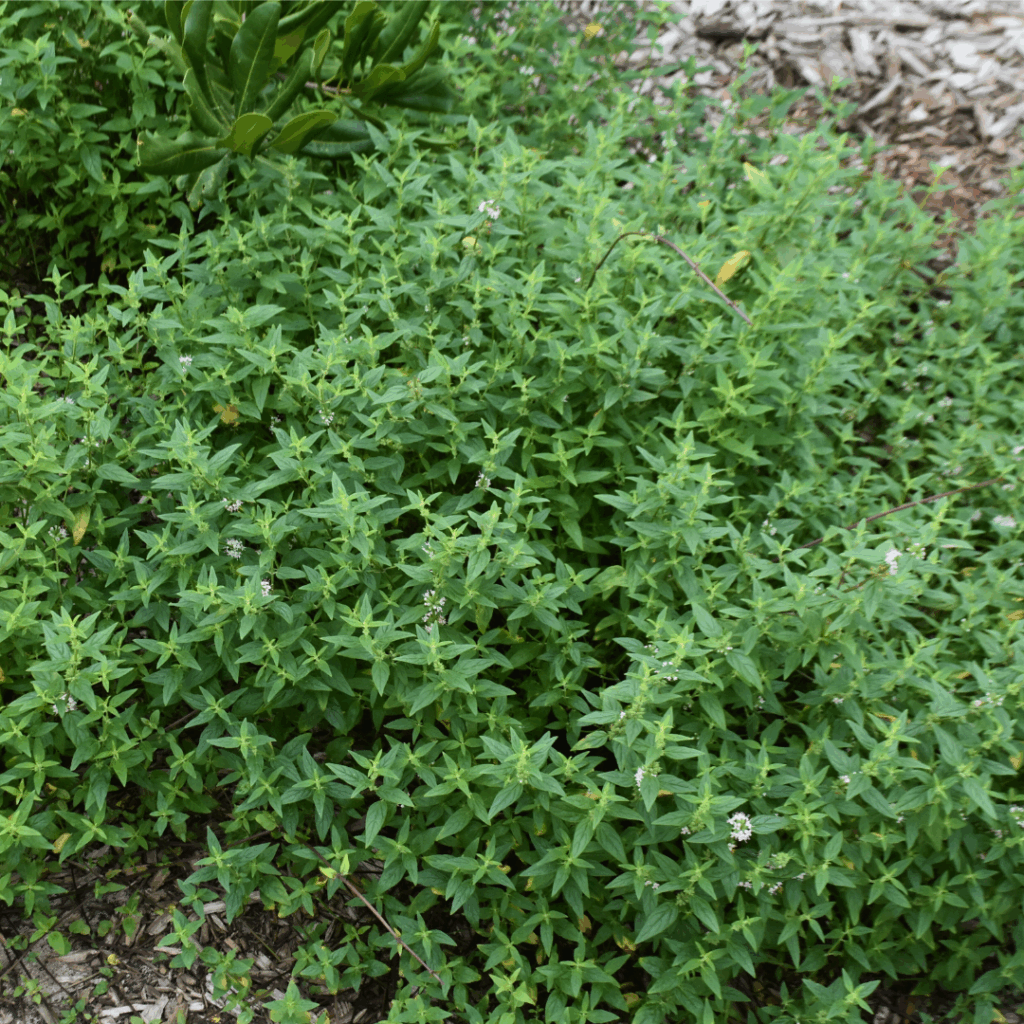 River Mint | Native Bush Tucker Herb | Kuranga