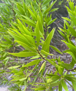 Common Boobialla | Native Coastal Shrub | Kuranga