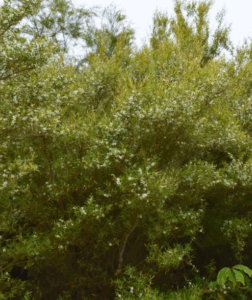 Lemon-scented Tea Tree | Native Aromatic Shrub | Kuranga
