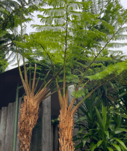 Australian Tree Fern | Majestic Shade Plant | Kuranga