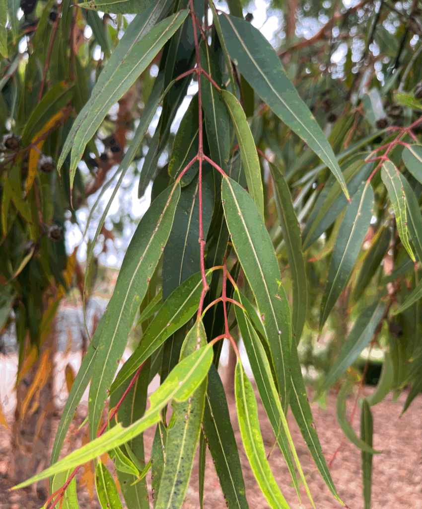 Smooth Barked Apple | Native Feature Tree | Kuranga