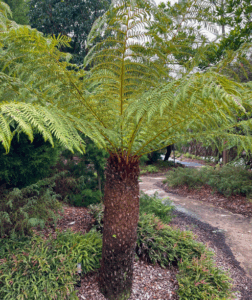Soft Tree Fern | Native Cool Climate Fern | Kuranga