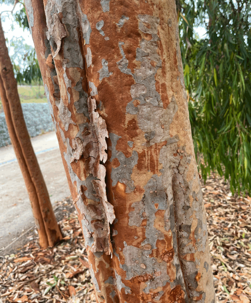 Smooth Barked Apple | Native Feature Tree | Kuranga