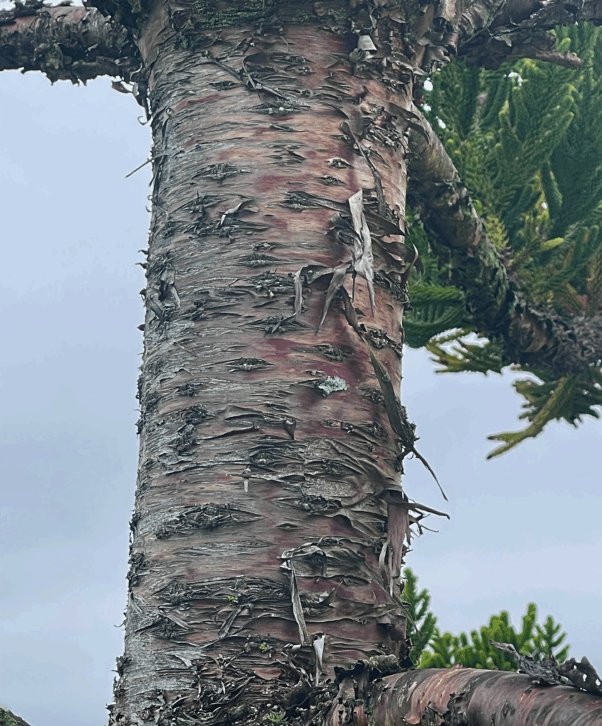 Hoop Pine | Native Conifer Feature Tree | Kuranga