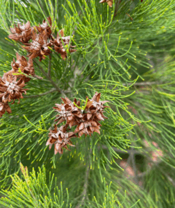 Daintree Pine | Native Rainforest Tree | Kuranga