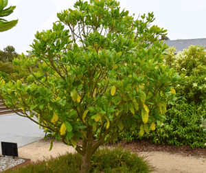 Lemon Aspen | Native Bush Tucker Tree | Kuranga