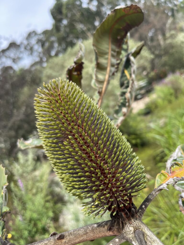 Swamp Banksia | Native Coastal Tree | Kuranga
