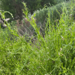 Native Jasmine | Fragrant Climbing Vine | Kuranga