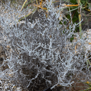 Cushion Bush | Tough Coastal Native Shrub | Kuranga