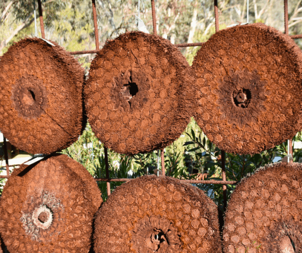 Growing Stag and Elk Horn Ferns Australia Tips