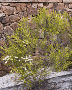 Moonah Paperbark | Hardy Native Tree | Kuranga