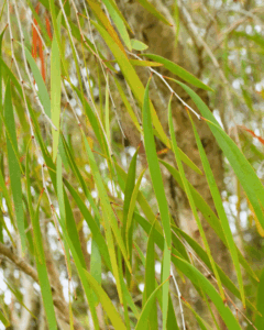 Weeping Paperbark | Majestic Native Tree | Kuranga