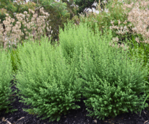 Native Thyme | Aromatic Low Shrub | Kuranga