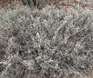 Hedge Saltbush | Salt-Tolerant Native Shrub | Kuranga