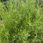 Native Jasmine | Fragrant Climbing Vine | Kuranga