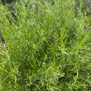 Native Jasmine | Fragrant Climbing Vine | Kuranga