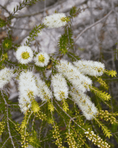 Moonah Paperbark | Hardy Native Tree | Kuranga