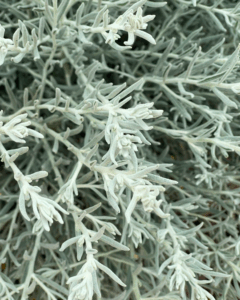 Silky Emu Bush | Silvery Native Shrub | Kuranga