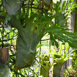 Correa Reflexa: Growing Native Fuchsia for Winter Color