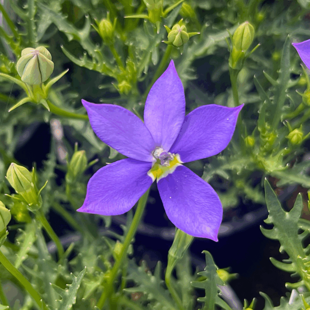 Rock Isotome | Native Groundcover Perennial | Kuranga