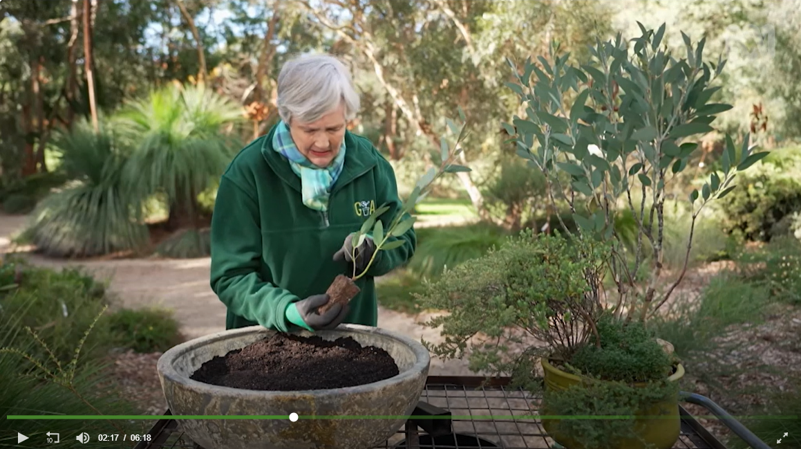 Australian Native Plants in Containers Made Easy