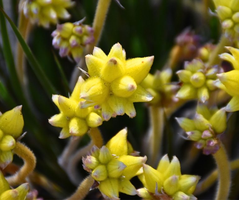 Gnangara Cotton Heads | Clumping Perennial | Kuranga