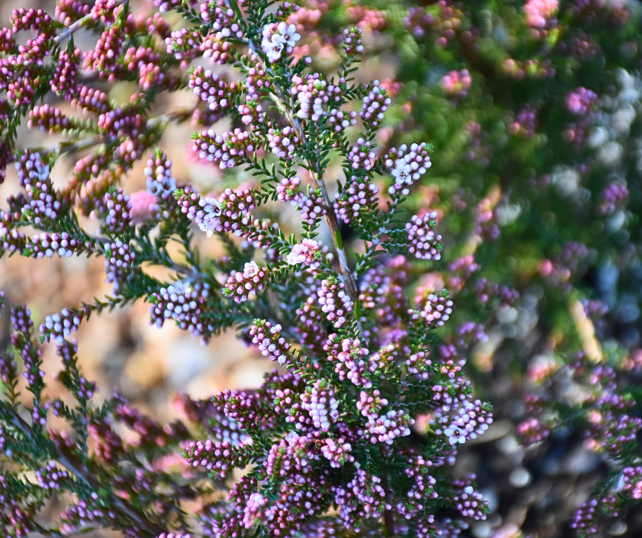 Hollow Mountain Pink Buds | Compact Native | Kuranga